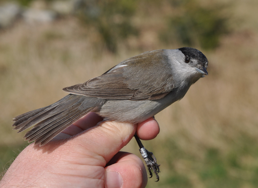 Open house - Stavanger Museum