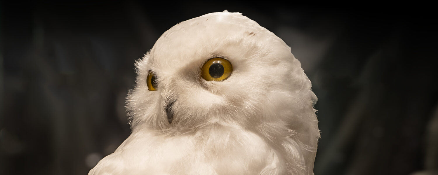 The mysteries of bird migration - Stavanger Museum