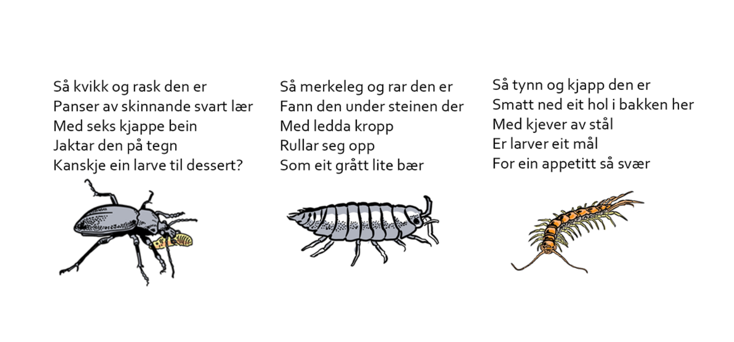 Småkryp - Stavanger Museum