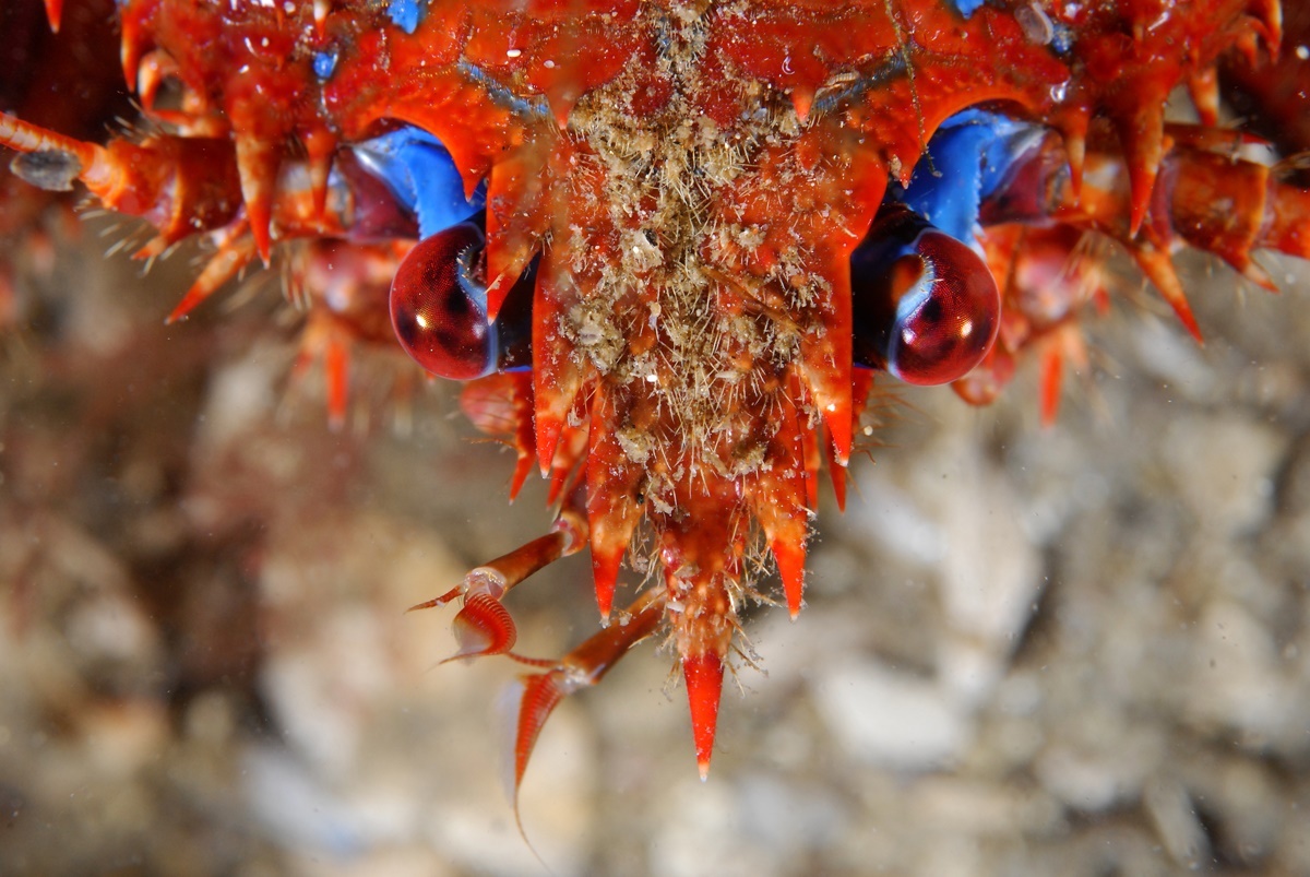 Life in the sea - Stavanger Museum
