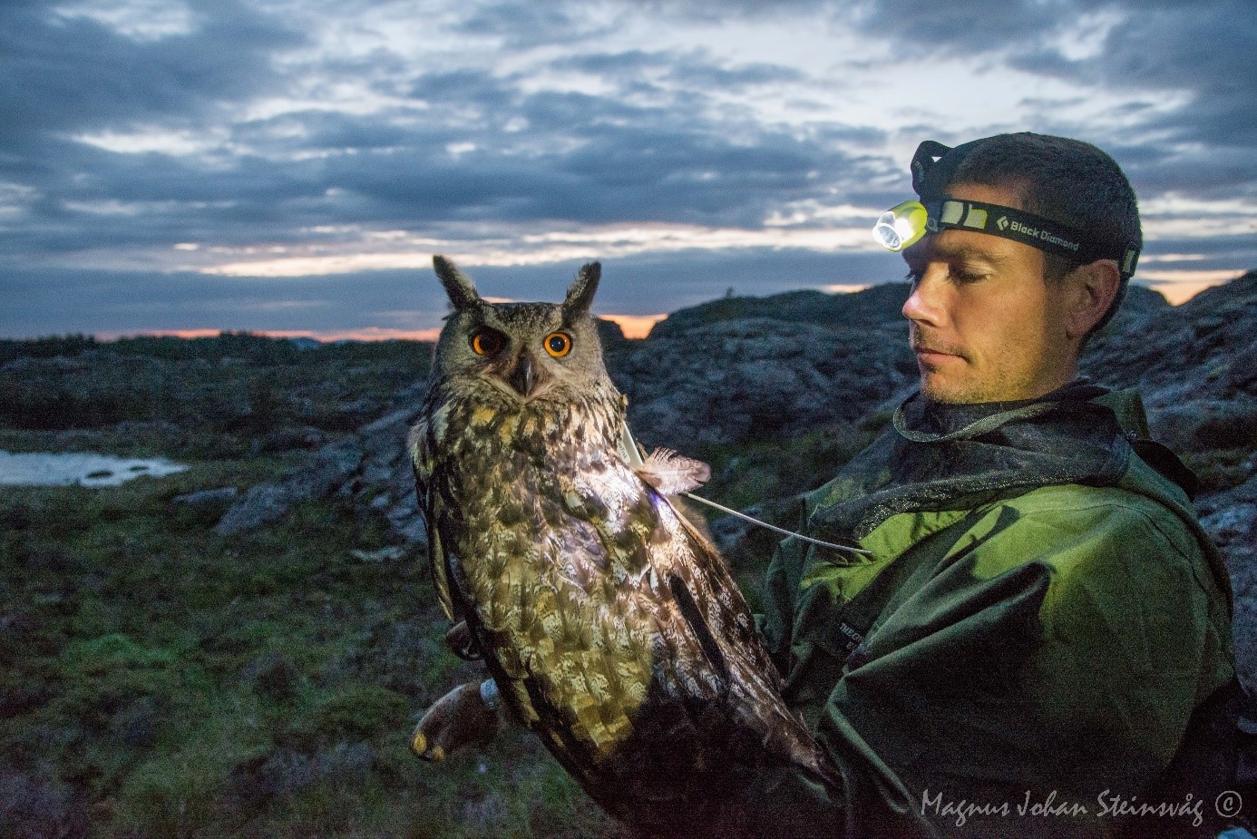 Hubro og kraftlinjer i ytre Hordaland - Stavanger Museum